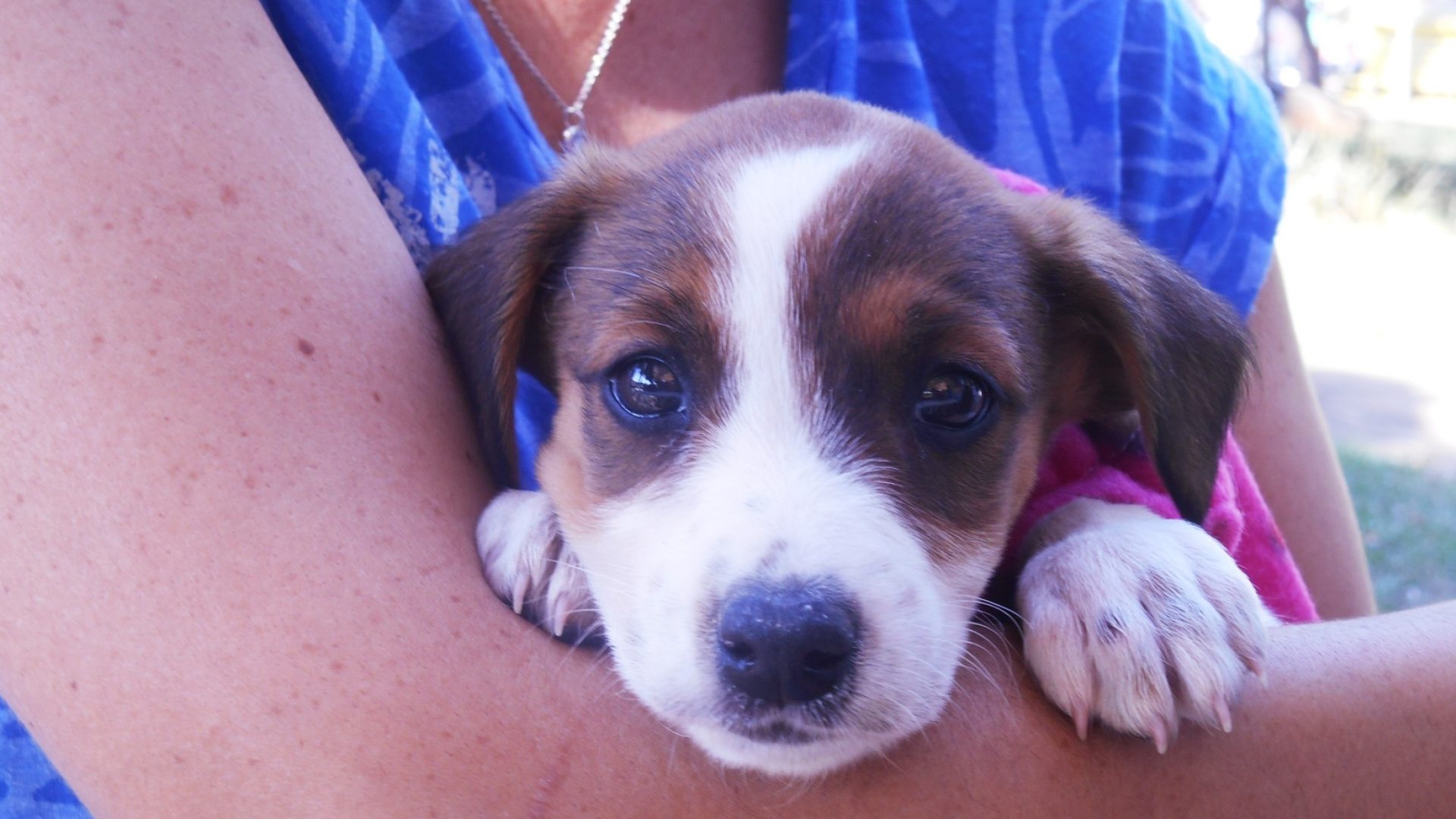 'Cão feliz é cão sadio' chega ao Valle Verde - Portal Morada - Notícias ...