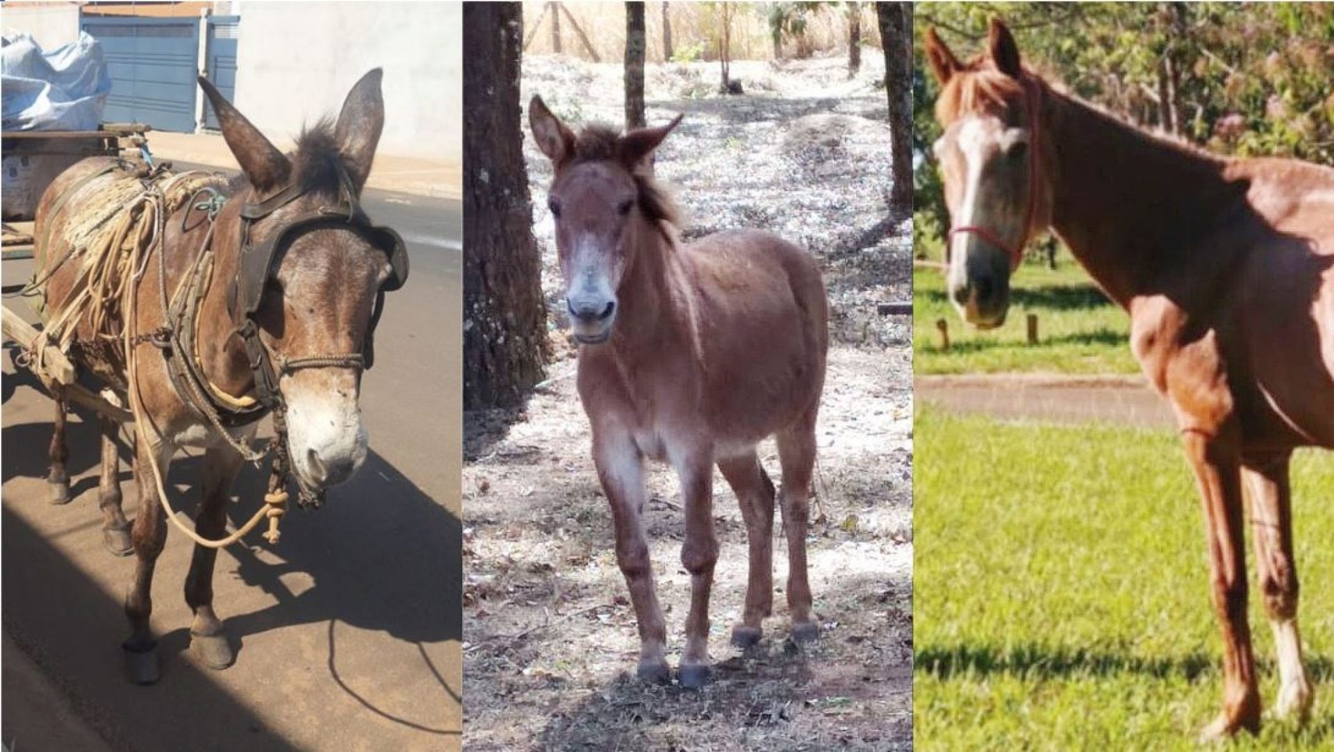 Cavalo, mula e burro são furtados do Pinheirinho - Portal Morada ...